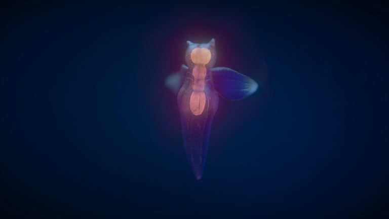 Creature Spotlight: Sea Angel - SUMMER